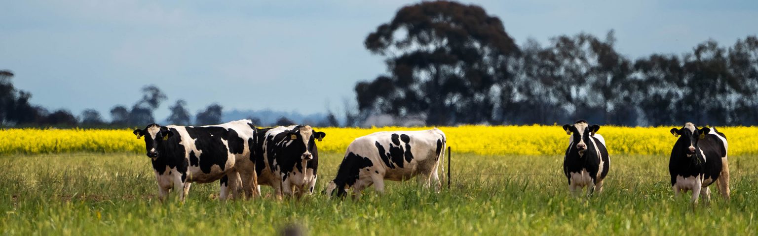 OPERATIONS | AUSTRALIAN FRESH MILK HOLDINGS